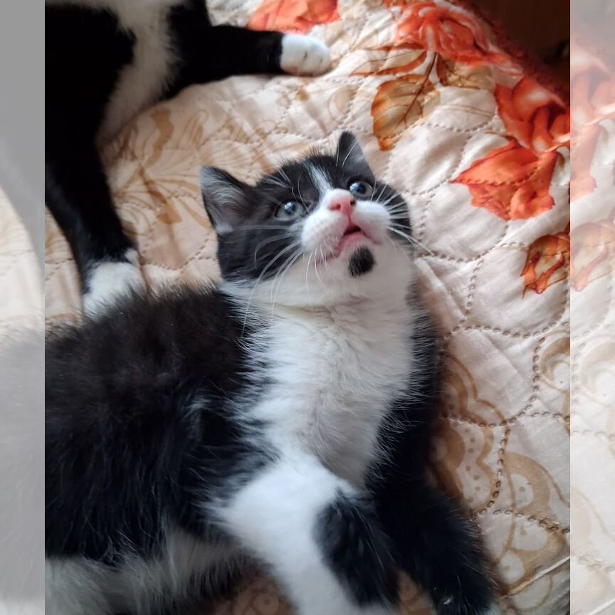 Котёнок в добрые руки