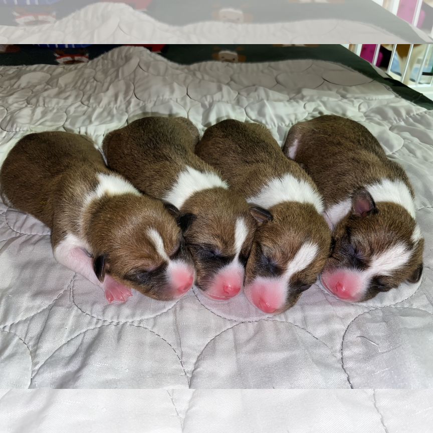 Басенджи, щенок