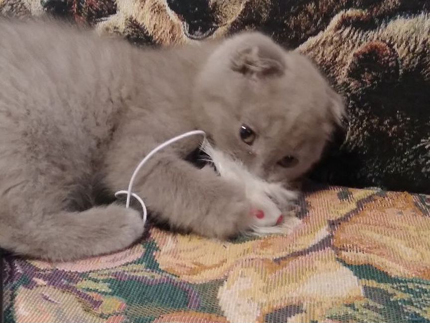 Шотландские котята
