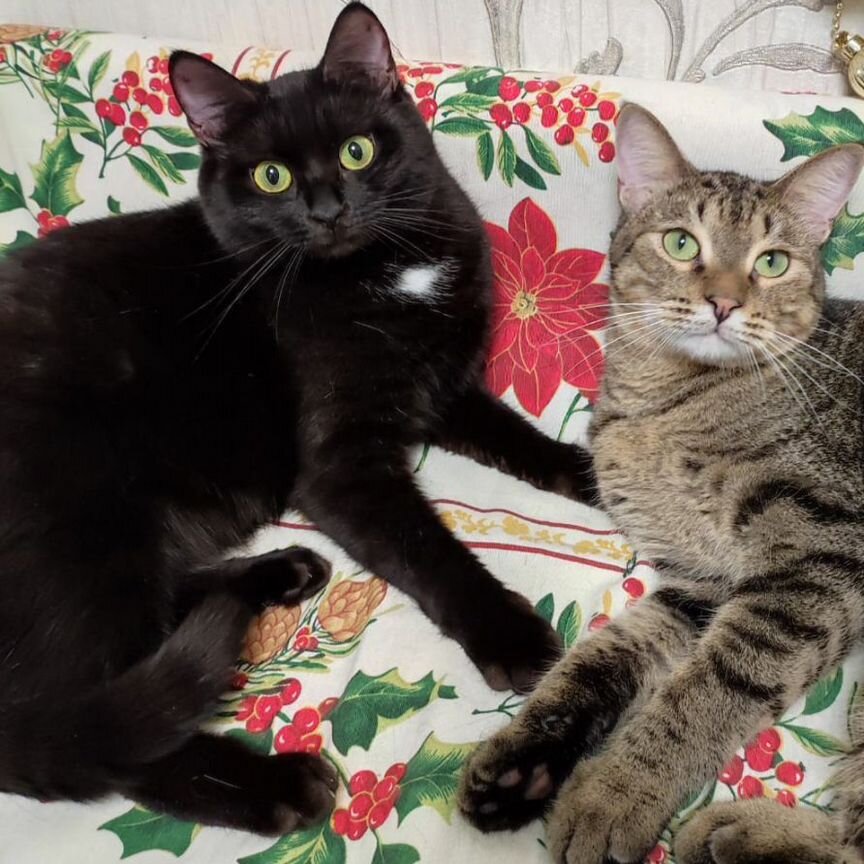 Кошечки в хорошую семью бесплатно