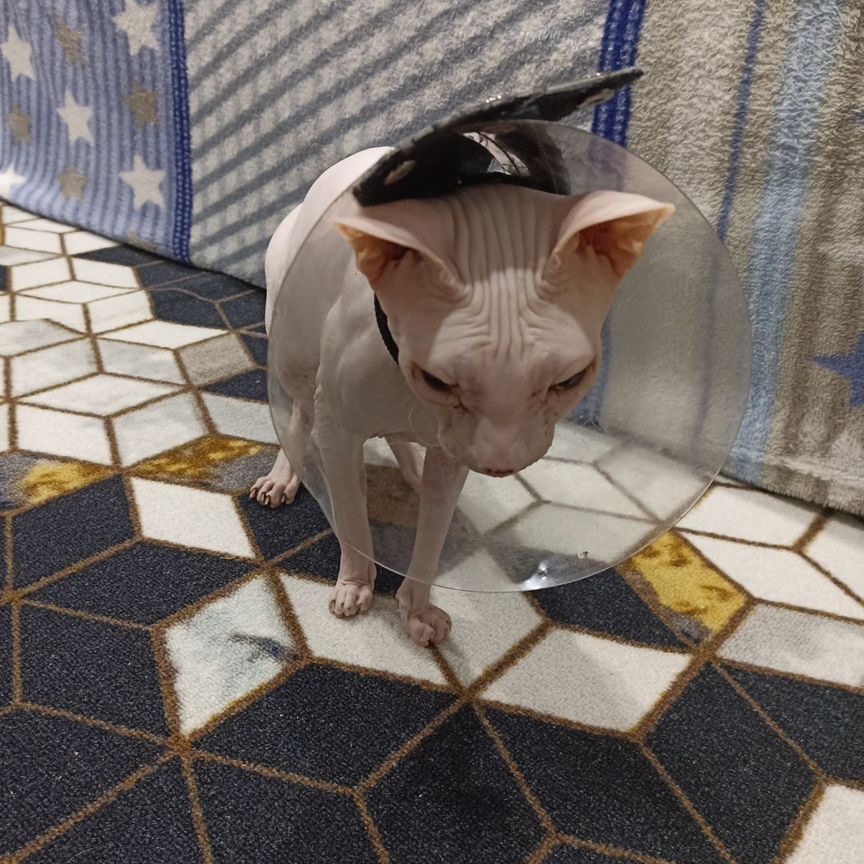 Донской сфинкс кошечка