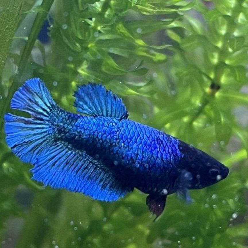 Рыбка курочка супер дельта