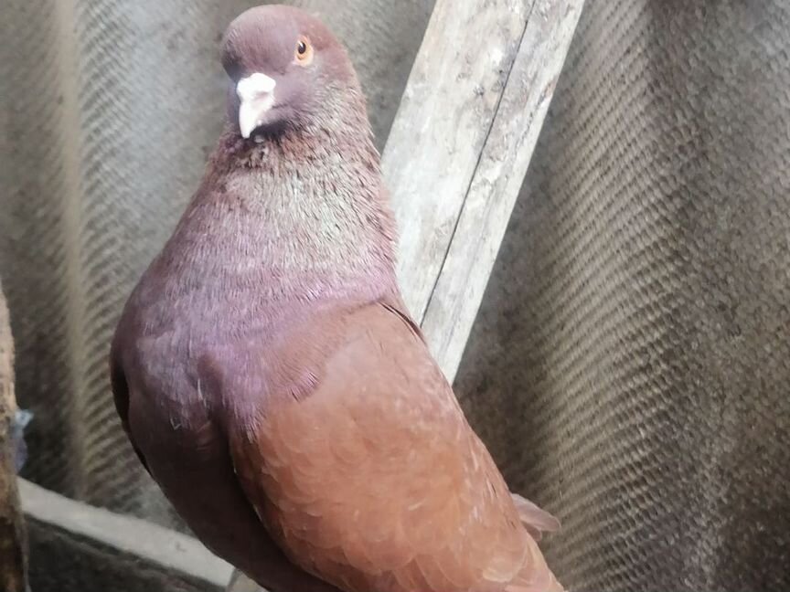 Мясные голуби Кинги