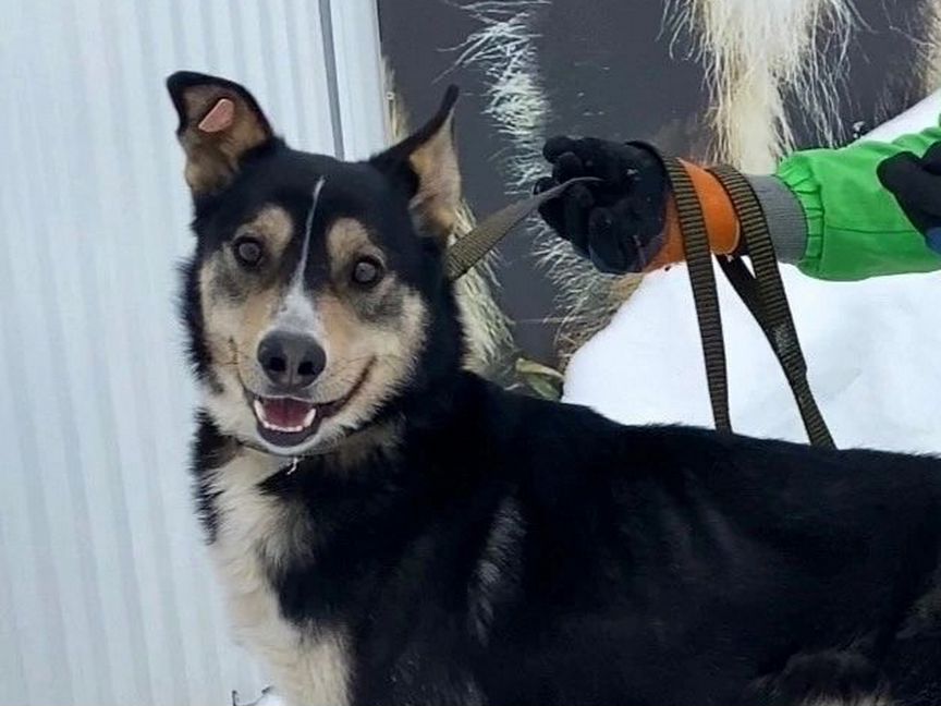 Собака-друг ищет хозяина