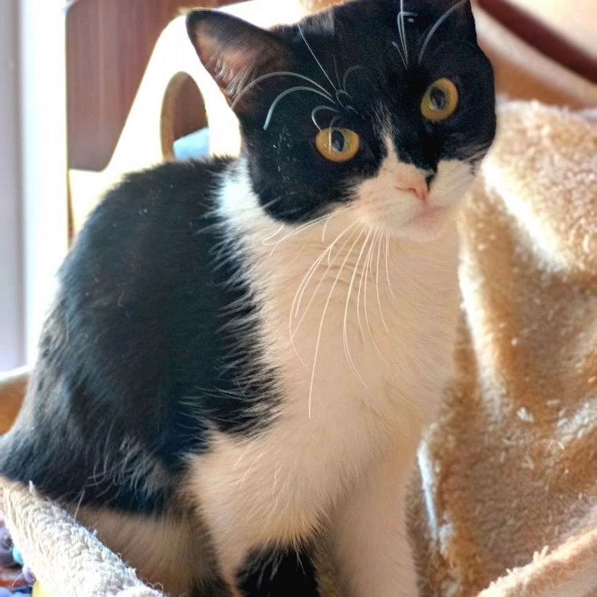 Кошка