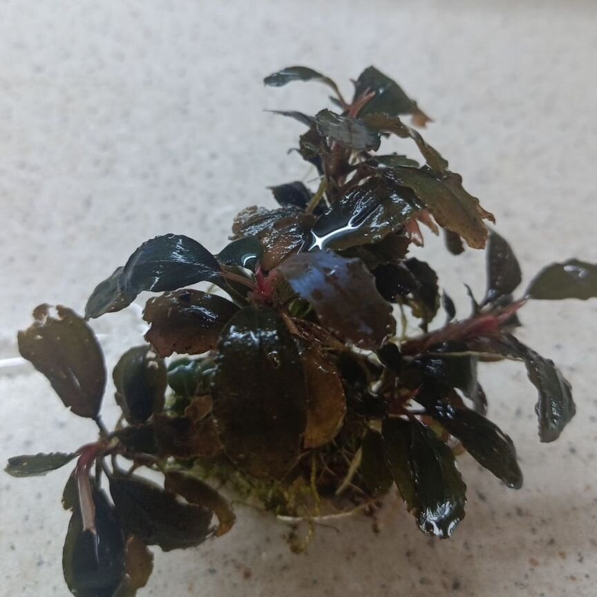 Аквариумные растения