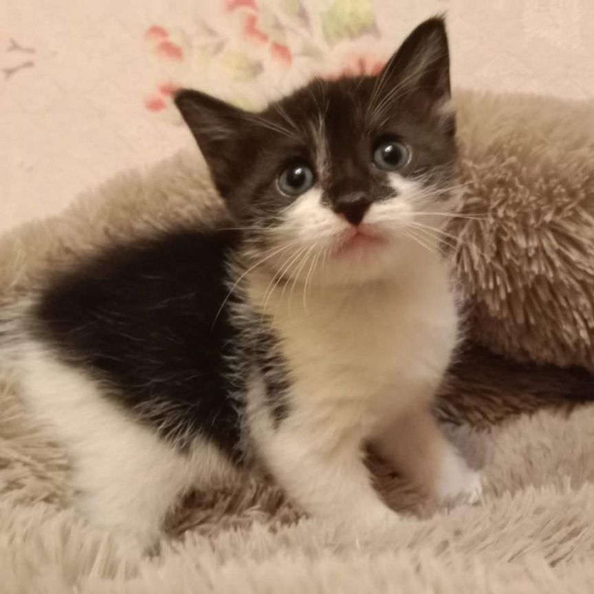 Котенок в добрые руки бесплатно