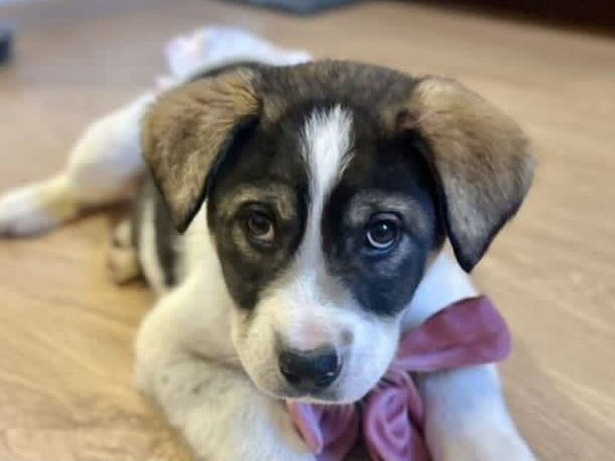 Лапушка щенок в добрые руки