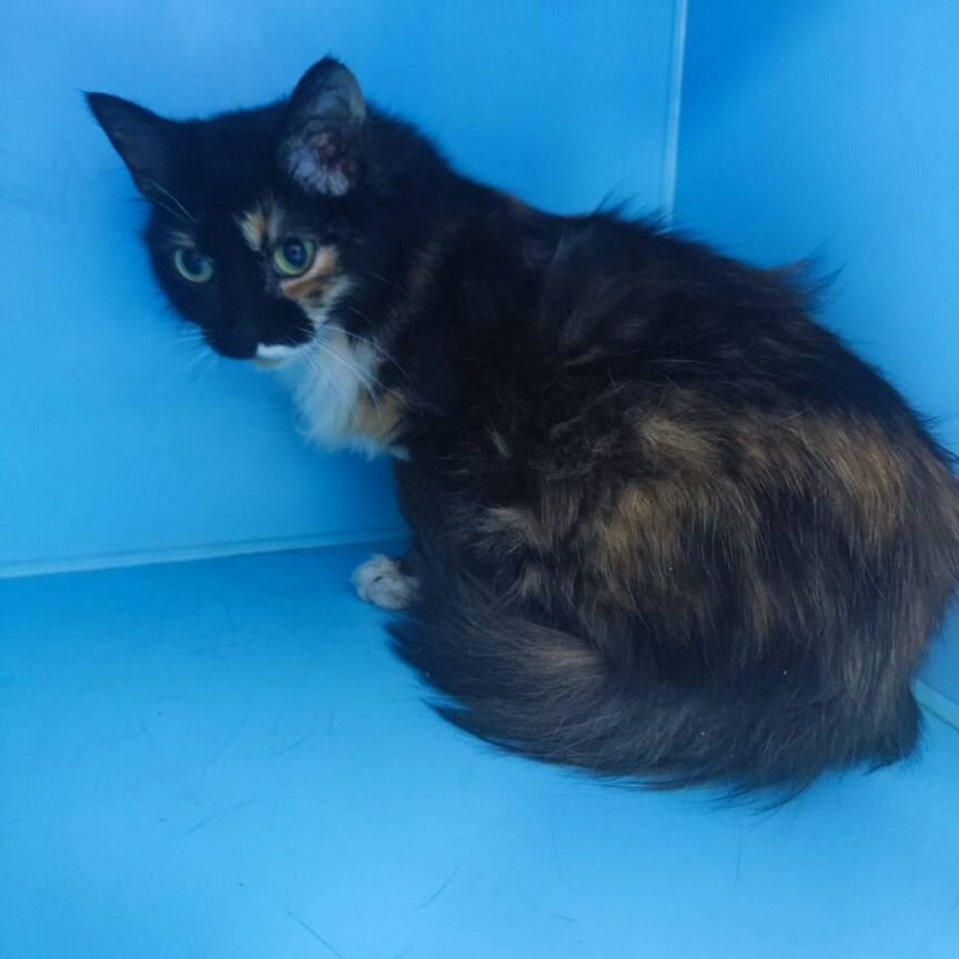 Кошка с кладбищ не хочет обратно