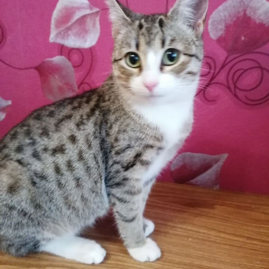 Кошечка в добрые руки