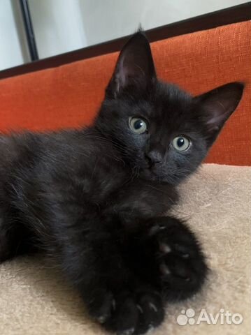 Котик