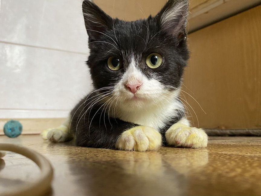 Котенок в добрые руки