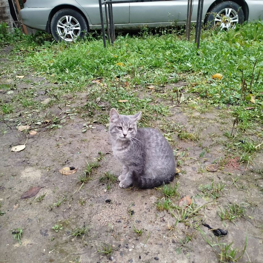Котята в добрые руки бесплатно