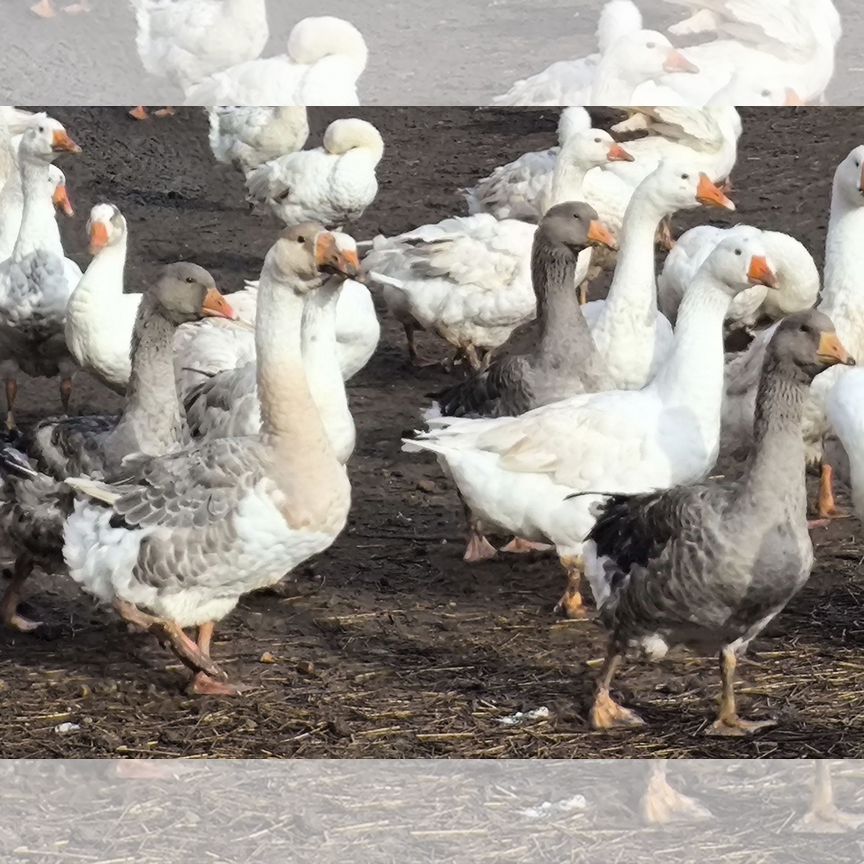 Гуси супертяжелые породы, на забой и доращивание