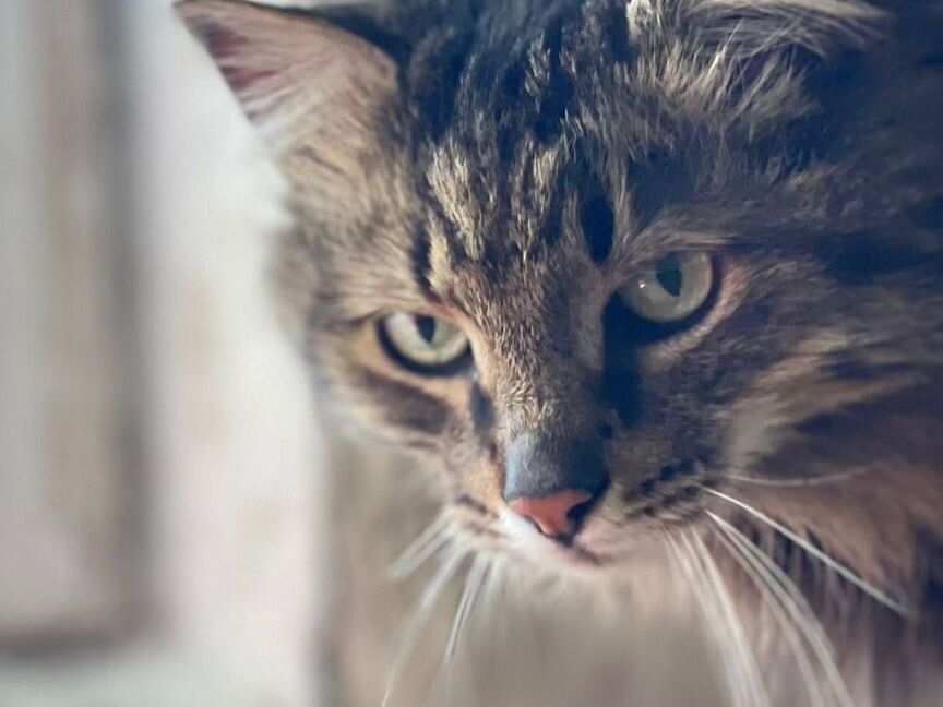 Кот метис Мейн кун