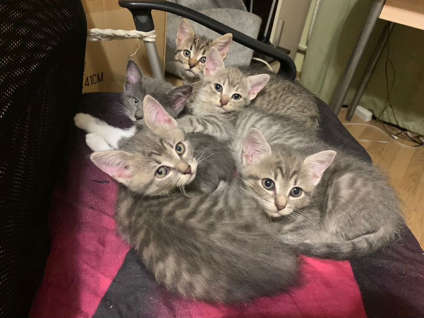 Котята, смесь британцев