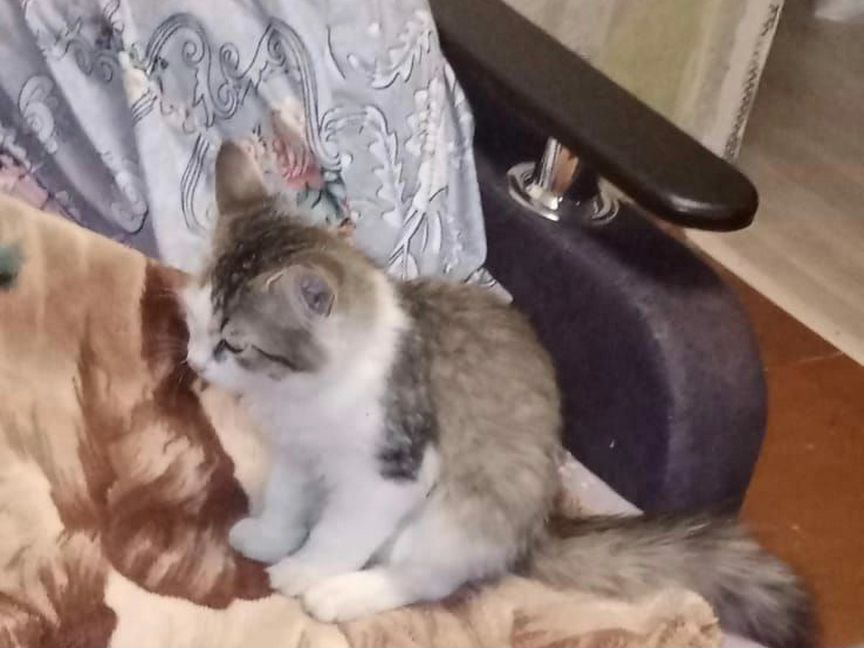 Котенок 3 месяца