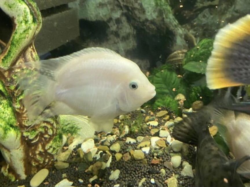 Аквариумные рыбки