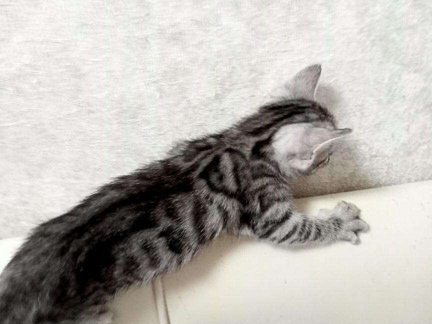 Бенгальские котята серебро
