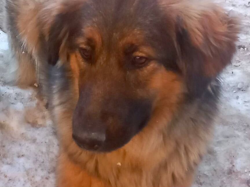 Собака в добрые руки