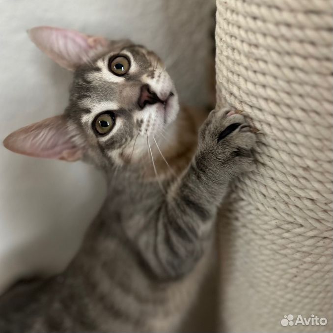 Супер ласковый ручной мальчик дымчатого окраса