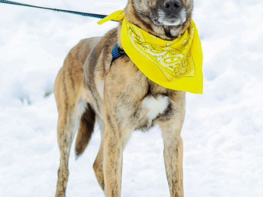 Необыкновенный красавец Тигр. В добрые руки