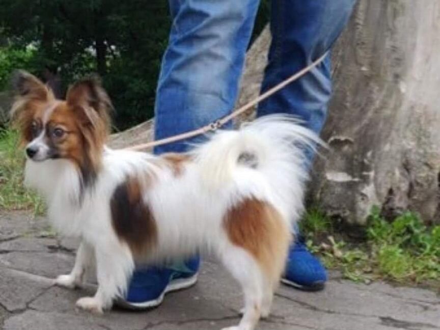 Папийон в добрые руки