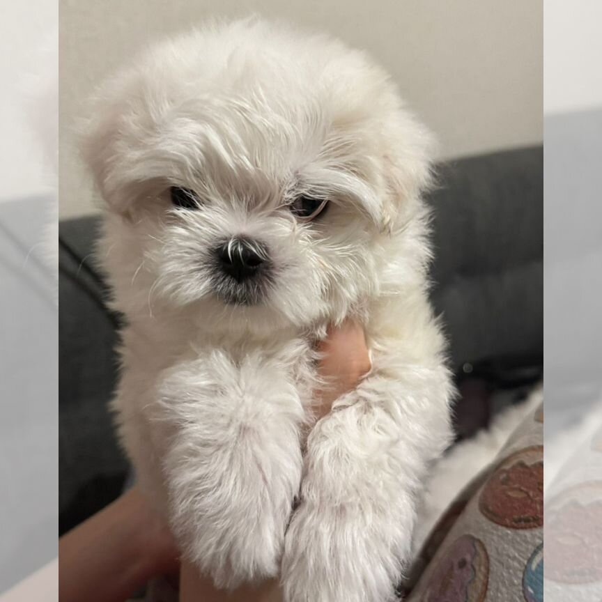 Мальтийская болонка мальчик