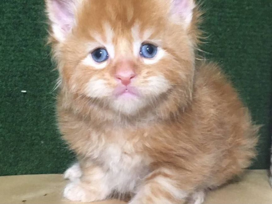 Котята мейн-кун бронь