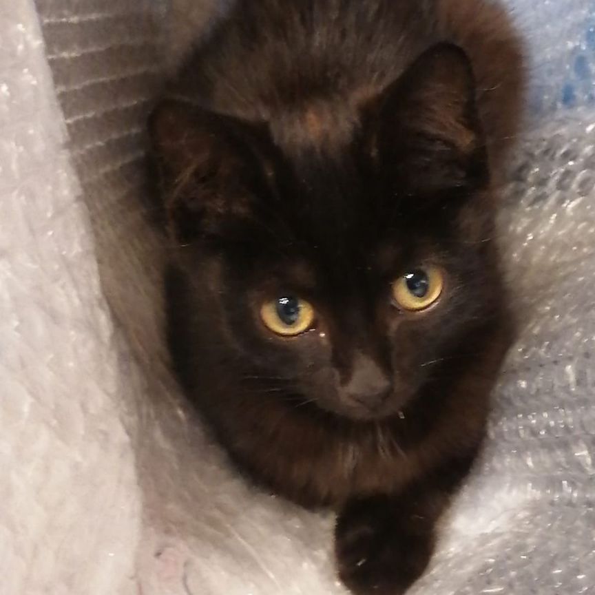 Котята