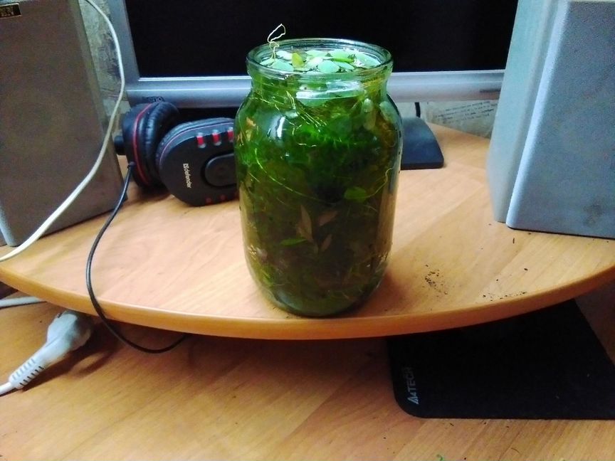 Продам растения для аквариума