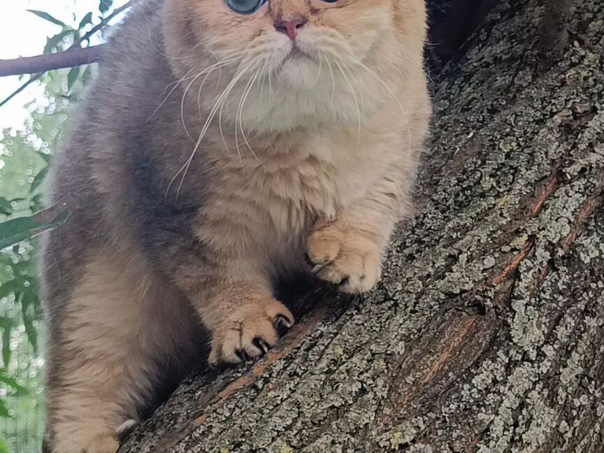 Британский котик