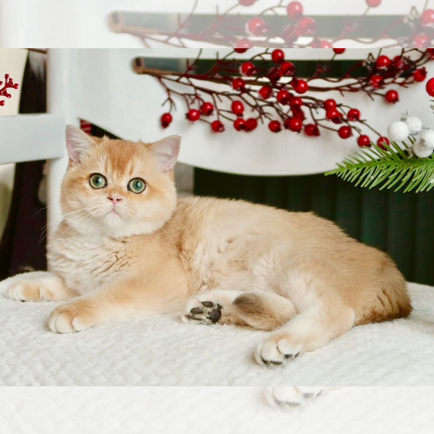 Британский короткошёрстный котёнок