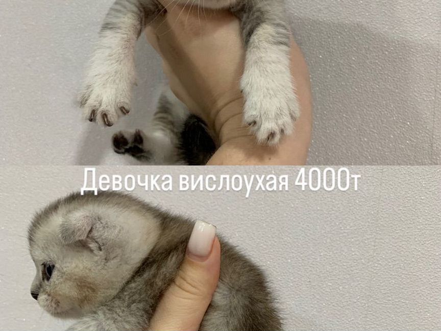 Шотландские вислоухие и прямоухие