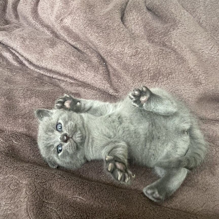 Британская кошечка