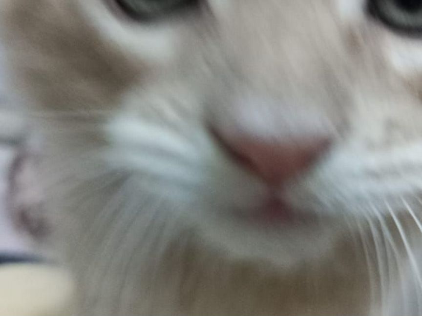 Котята мейн-кун