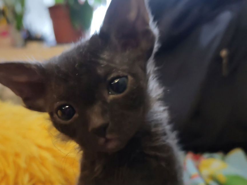 Котята сфинкс