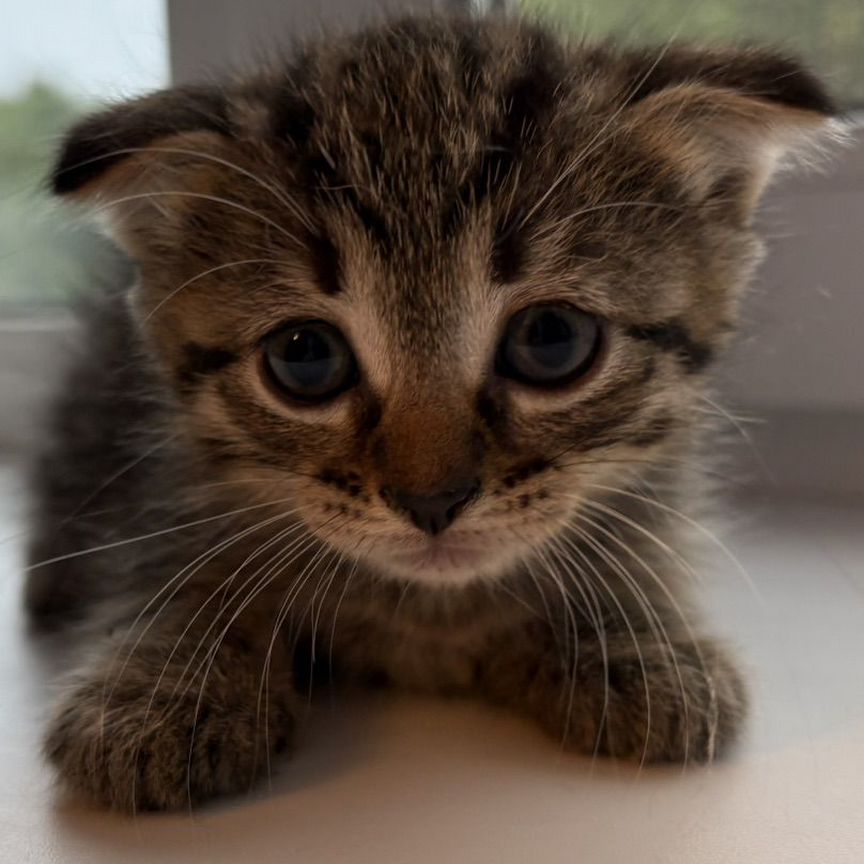 Шотландский вислоухий короткошёрстный котёнок