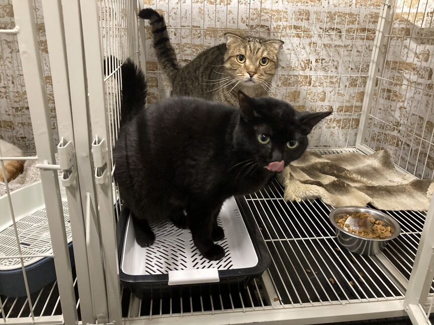 Котейка в подъезде