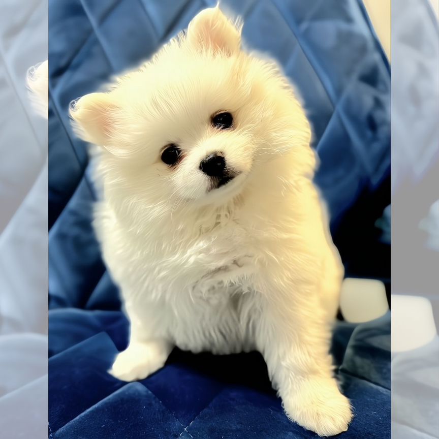 Немецкий шпиц, щенок