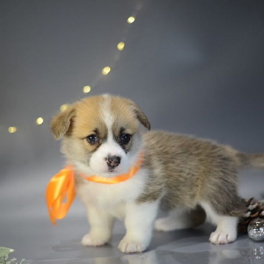 Вельш-корги пемброк