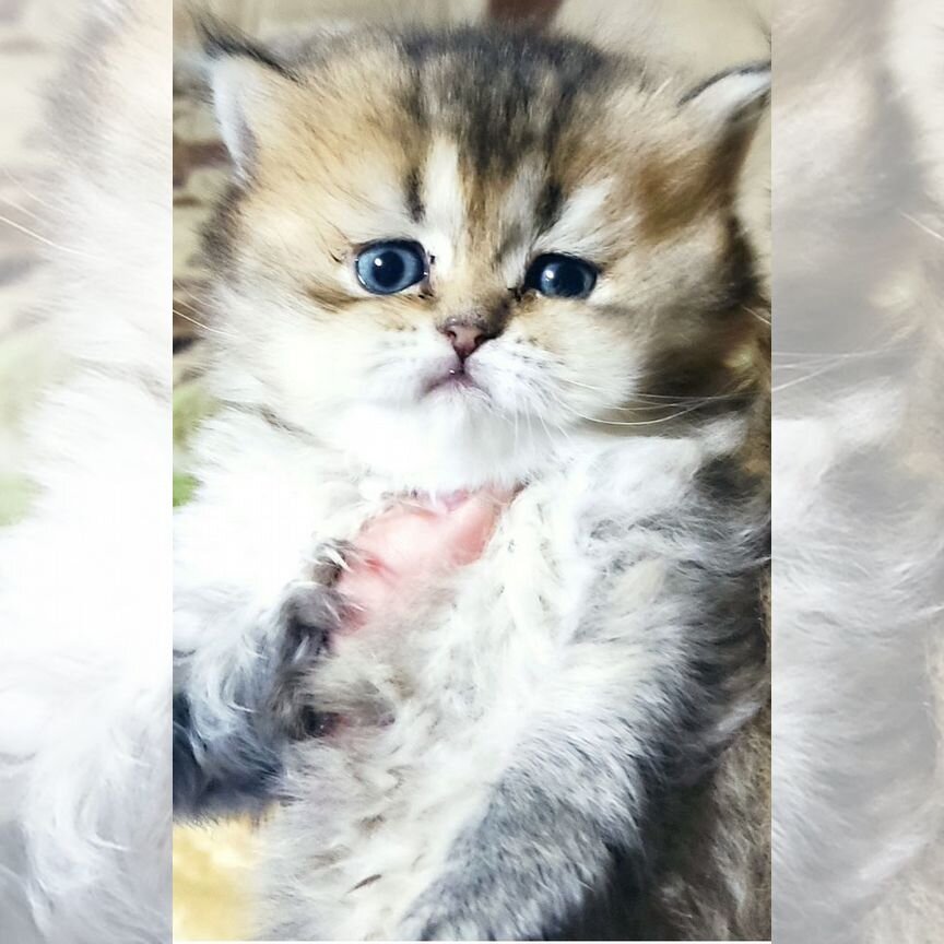 Котёнок тикированная шиншилла