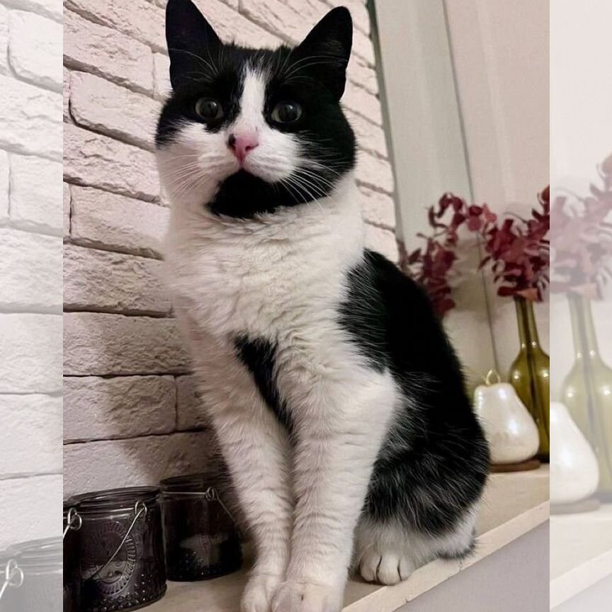 Взрослая, кошка в добрые руки