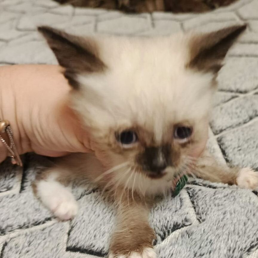 Котенок девочка бесплатно