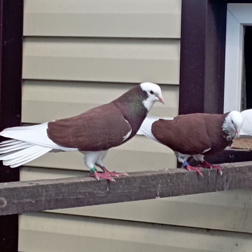 Продажа бакинских широкохвостых голубей