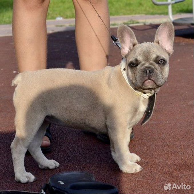 Французские бульки