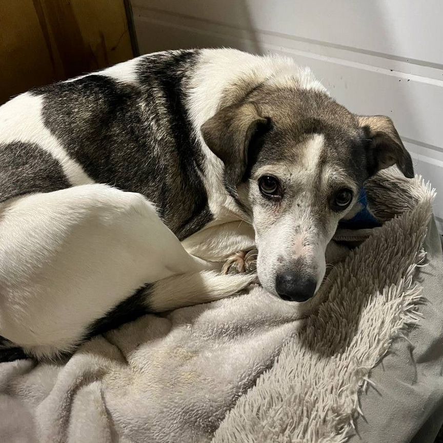 Взрослая собака в добрые руки