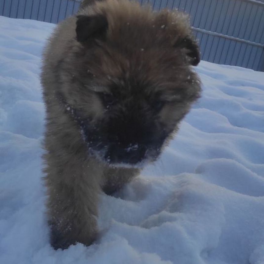 Щенок в добрые руки