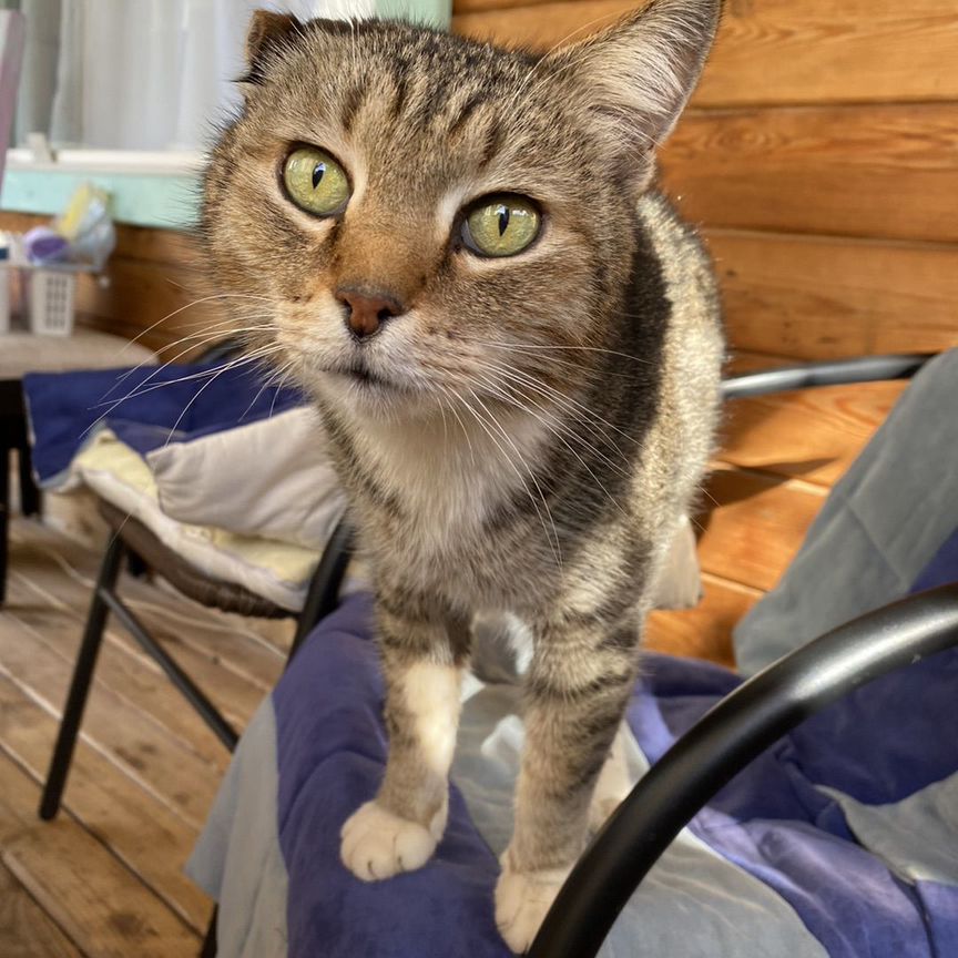 Котик нуждается в вашей ласке