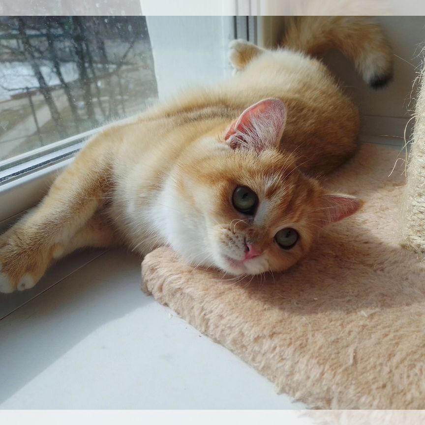 Британская короткошёрстная, взрослая кошка